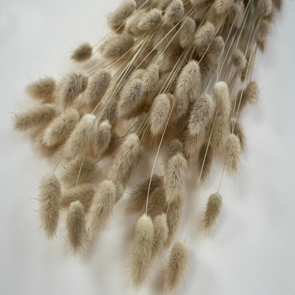 Dried lagarus (bunny tails) - natural (bunch) – Foxgloves & Folly