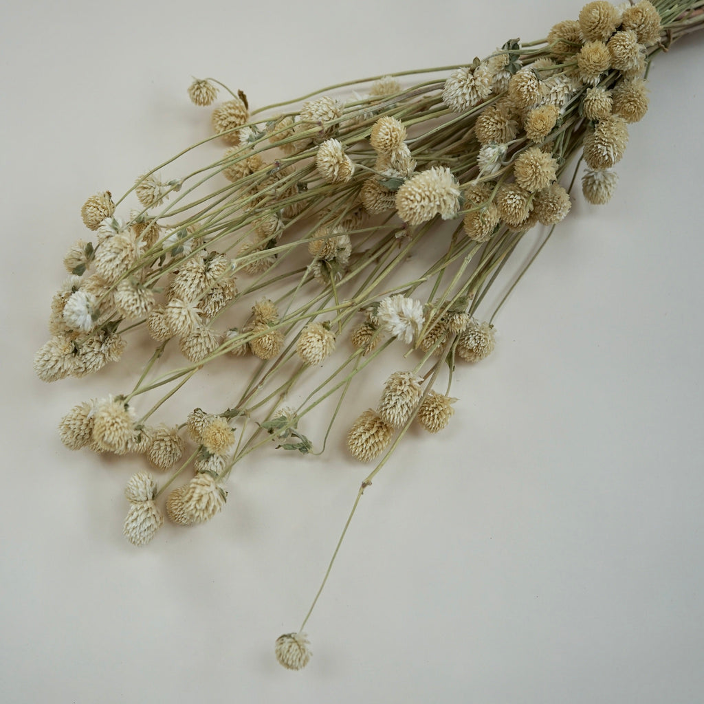 Dried gomphrena - natural cream/white (bunch) – Foxgloves & Folly
